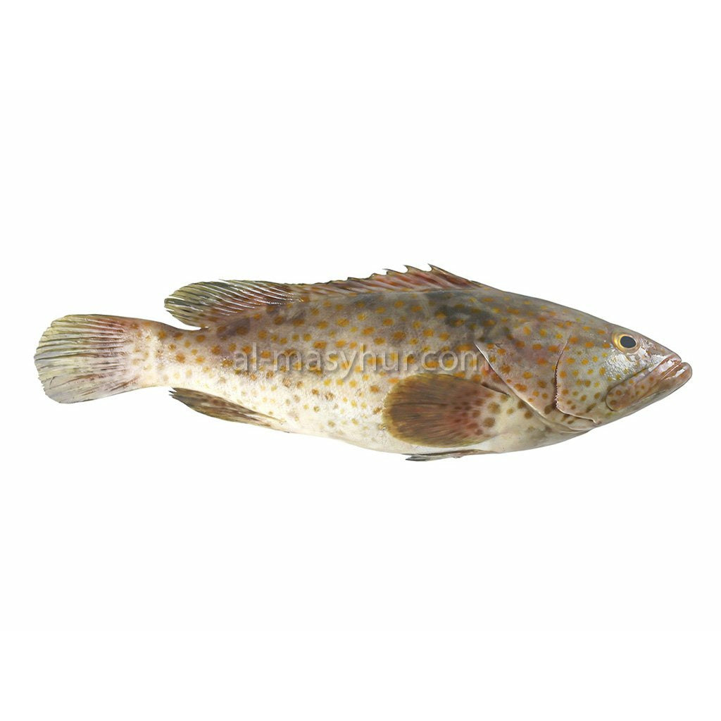 F19 - Flower Grouper 1.2kg* (Kerapu Bunga) | Al-Masyhur