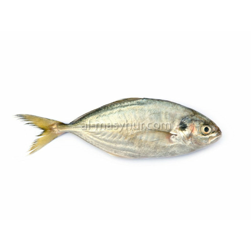 F17 - Yellow Tail Scad 1kg* (Ikan Selar Hijau) (5-6 fish/kg*) | Al-Masyhur
