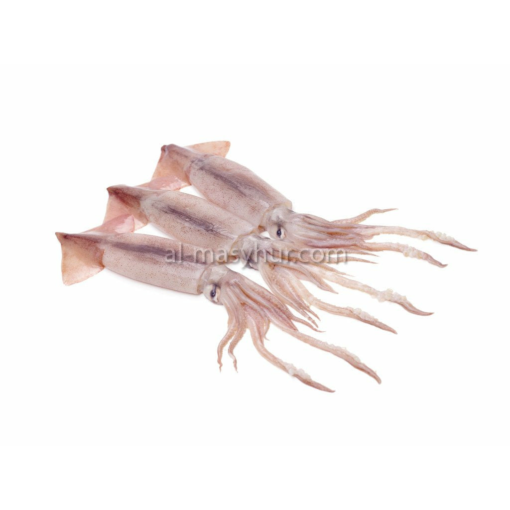 G07 - Squid (M) 1kg (Sotong) | Al-Masyhur